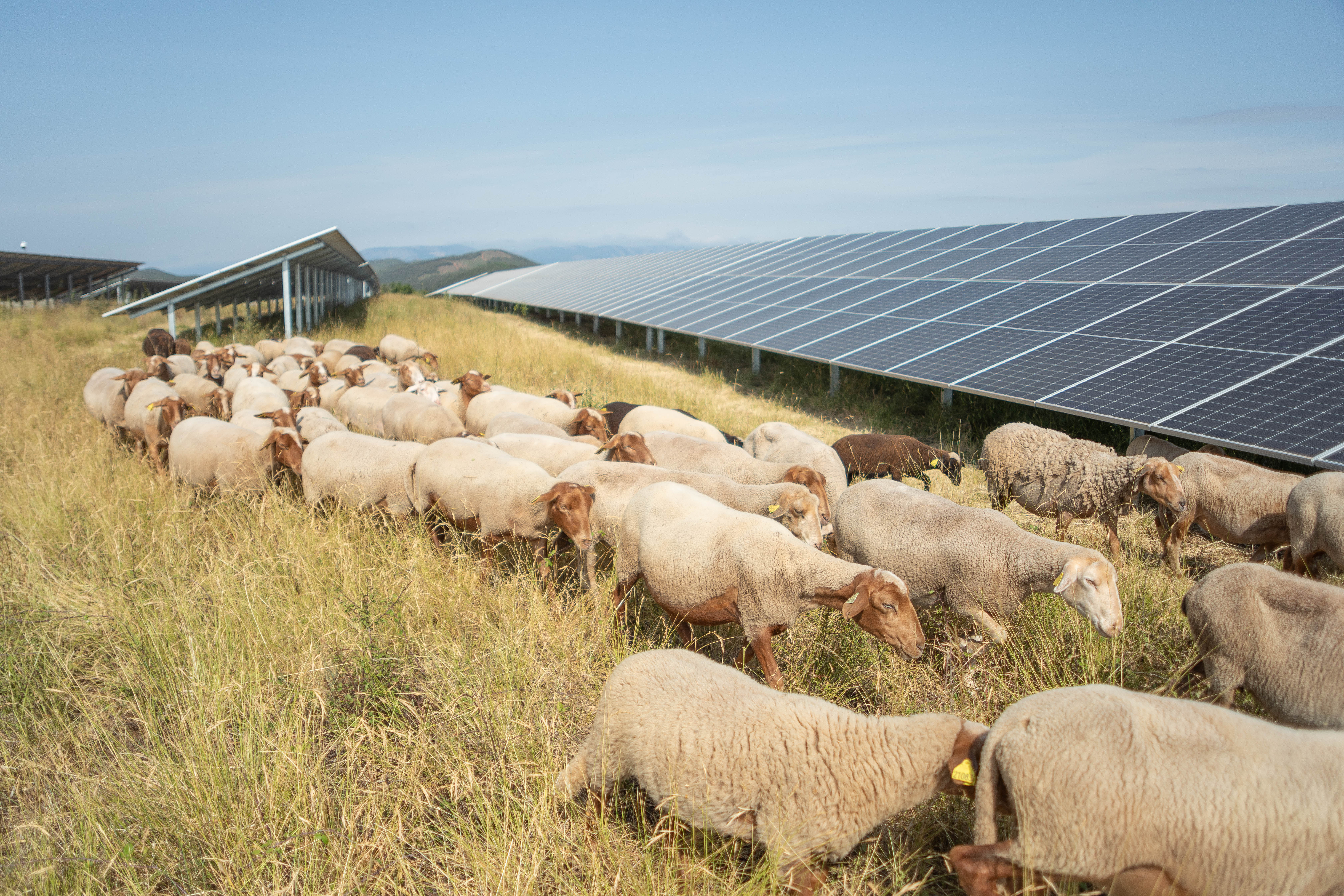 Piney, agrivoltaics solar project in France | Boralex US
